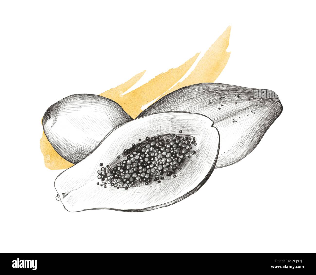 Papaya Fruit Drawing