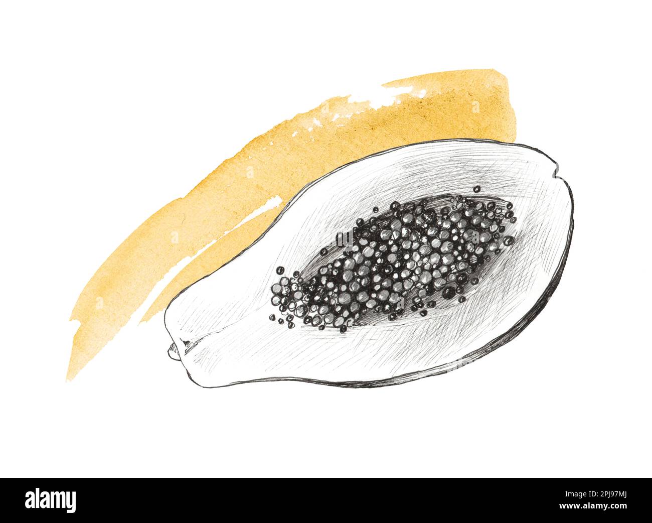 Papaya Fruit Drawing