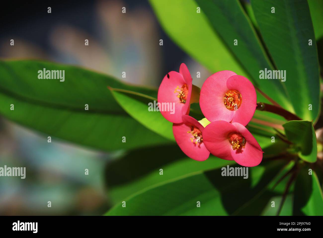 Random nature photography of flowers, buds, floral gardens, lovely ...