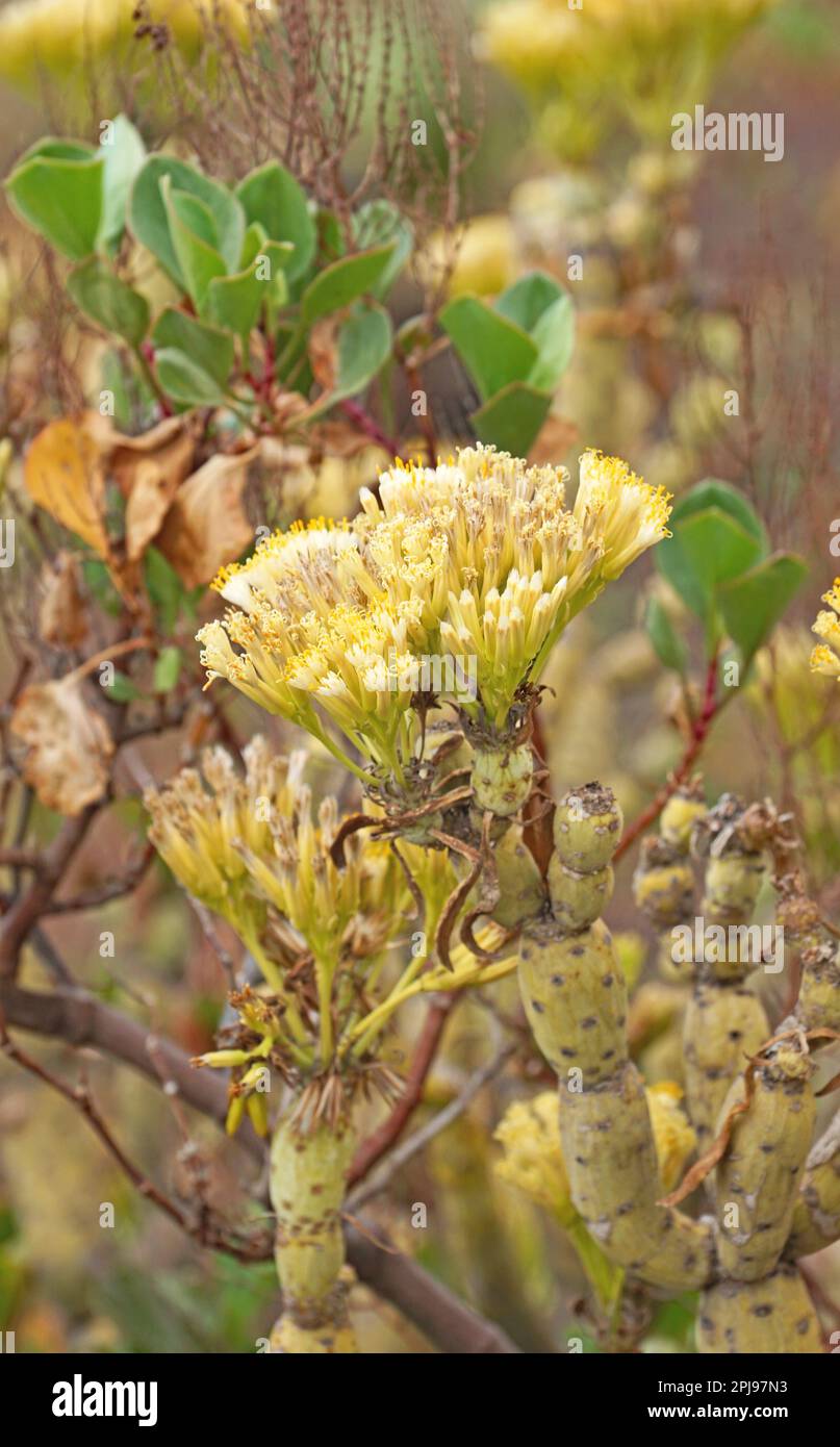 Canarian flora and fauna hi-res stock photography and images - Alamy