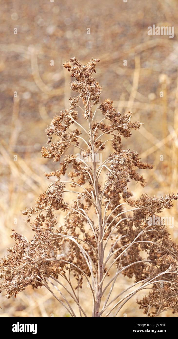 Canarian flora and fauna hi-res stock photography and images - Alamy
