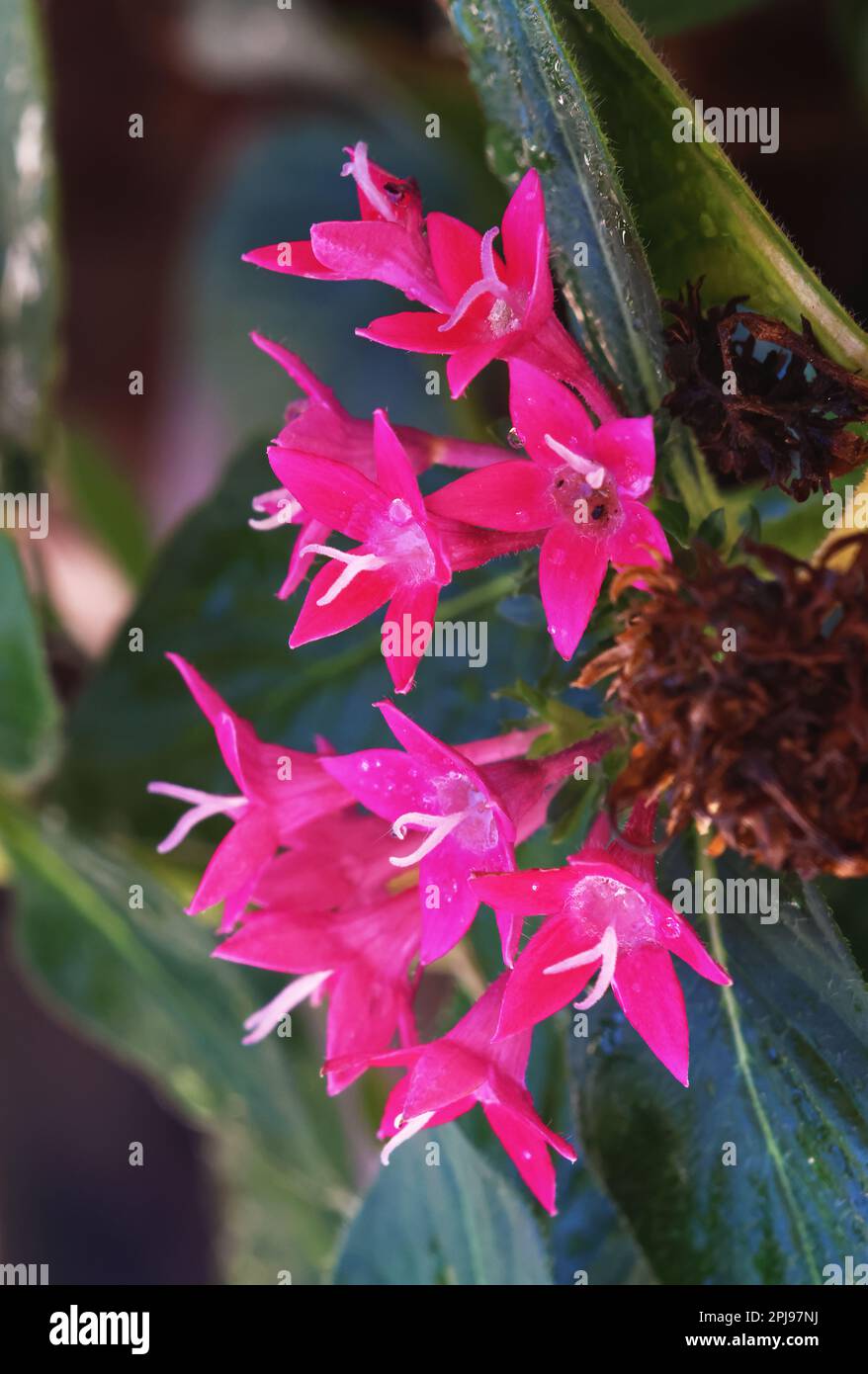 Random nature photography of flowers, buds, floral gardens, lovely ...