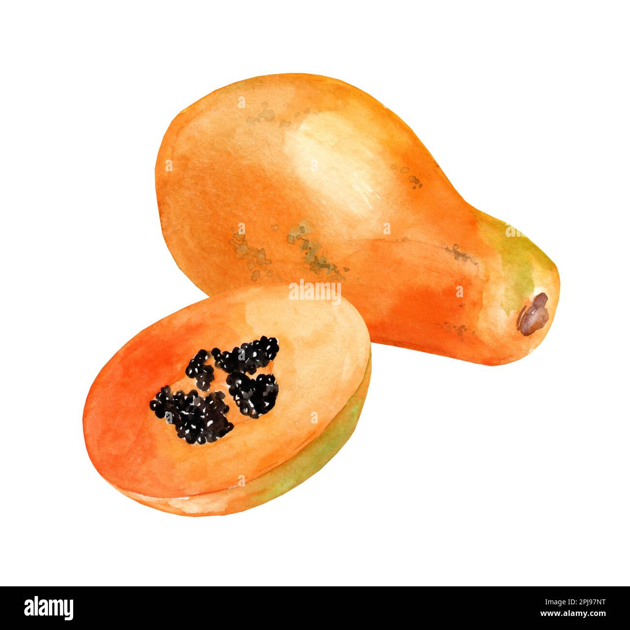 Whole and half of sweet ripe papaya fruit. Watercolor hand drawn ...