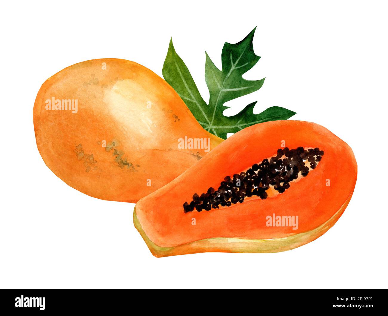 Whole and half of sweet ripe papaya fruit. Watercolor hand drawn ...