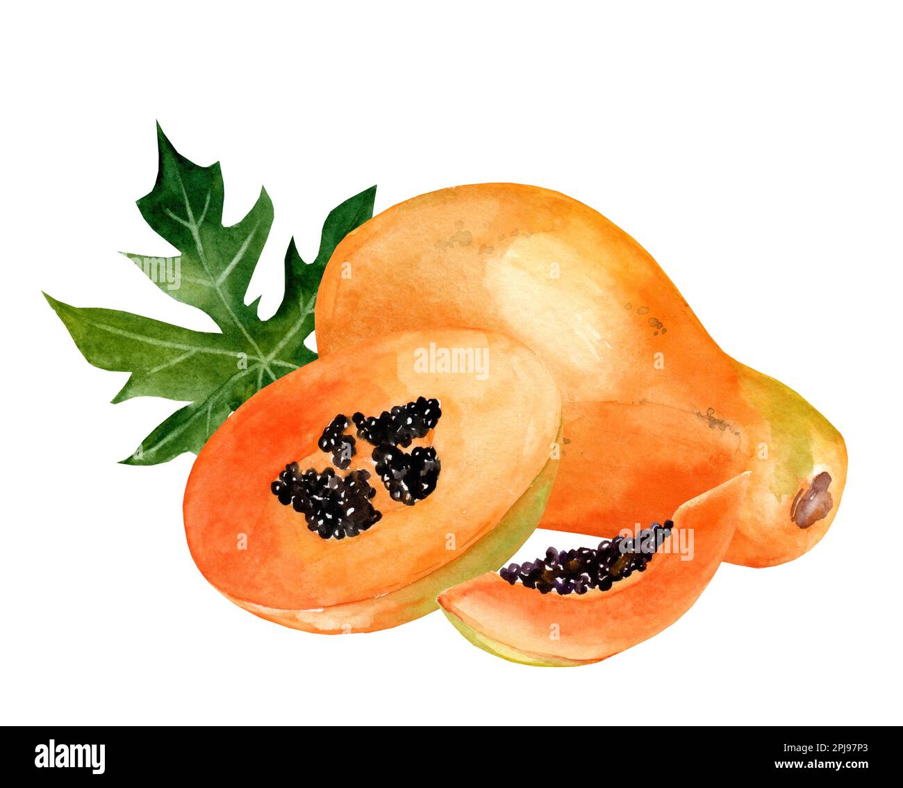 Whole and half of sweet ripe papaya fruit. Watercolor hand drawn ...