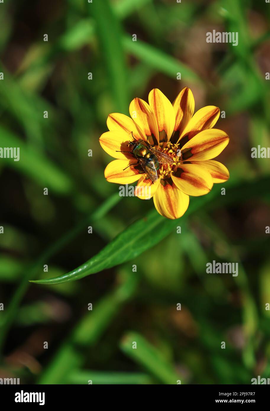 Random nature photography of flowers, buds, floral gardens, lovely ...