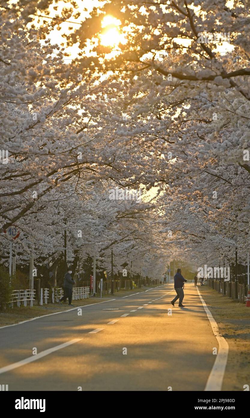 Cherry trees in full bloom are pictured in early morning light at ...