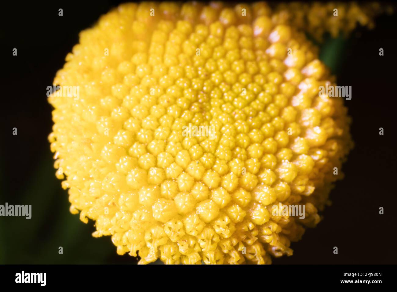 Common tansy (Tanaceturn vulgare) flower from the inflorescence. Ultra ...