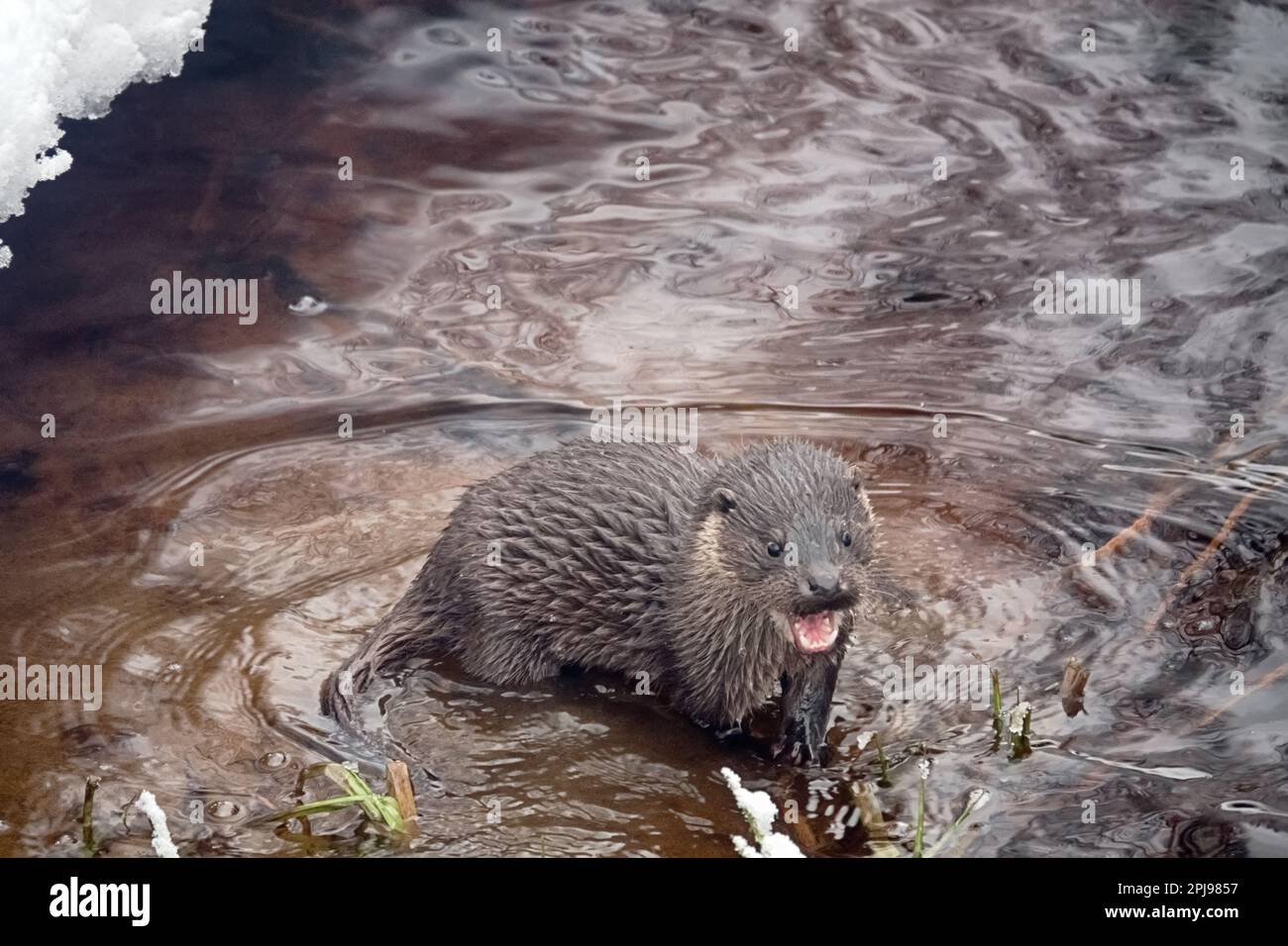 Young otter (Lufra vulgaris) on freezing northern river. In winter ...