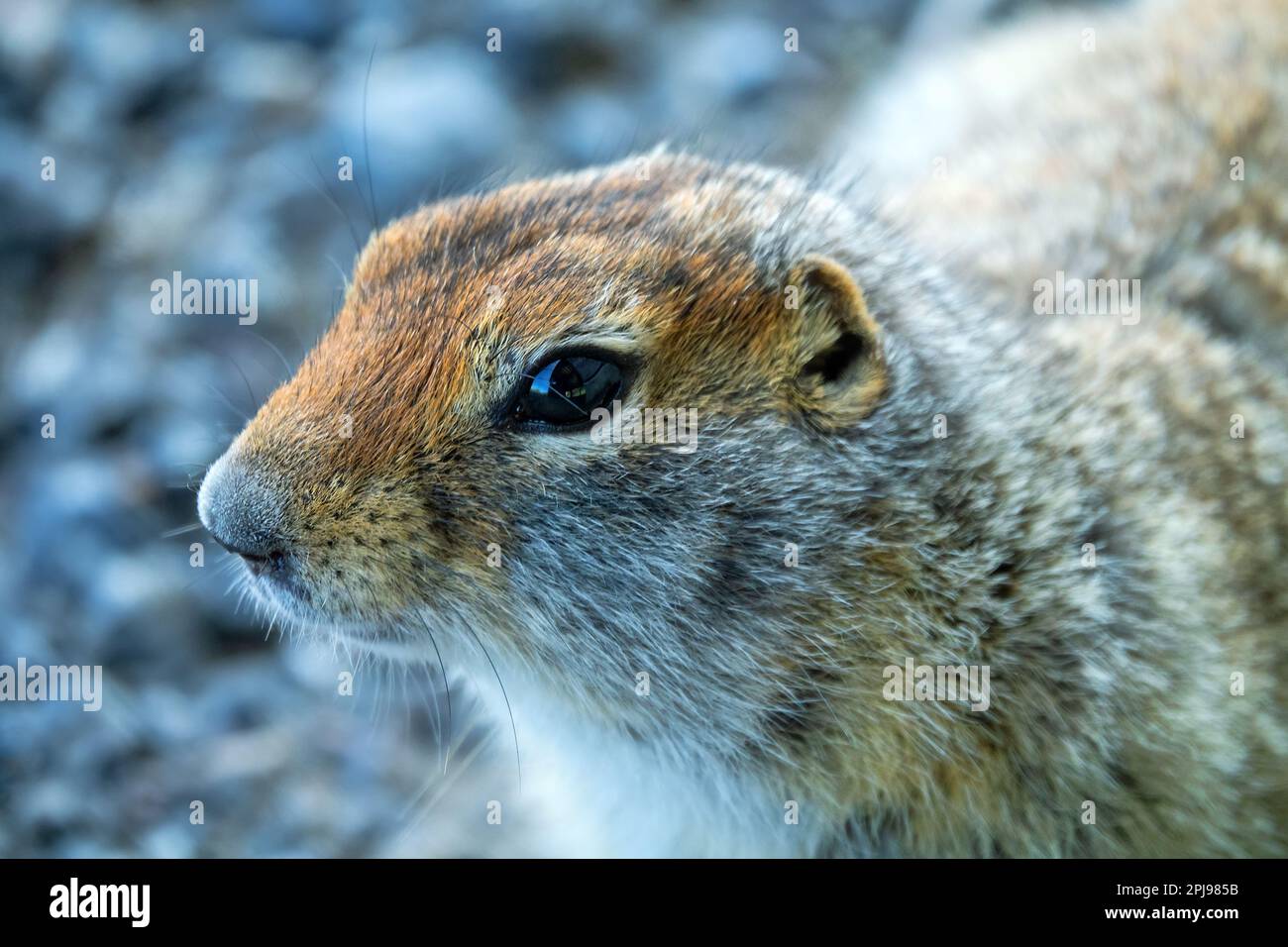 Arctic ground squirrel (Citellus parryi) in Kamchatka it lives on ...