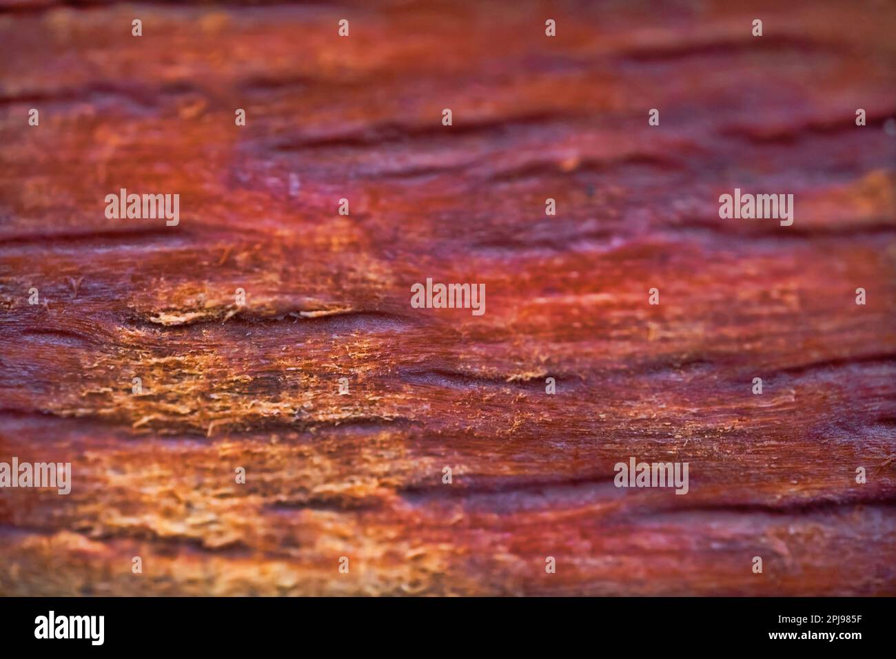 Stained wood. Wet wood exposed to salt water and surf. Ultra Macro ...