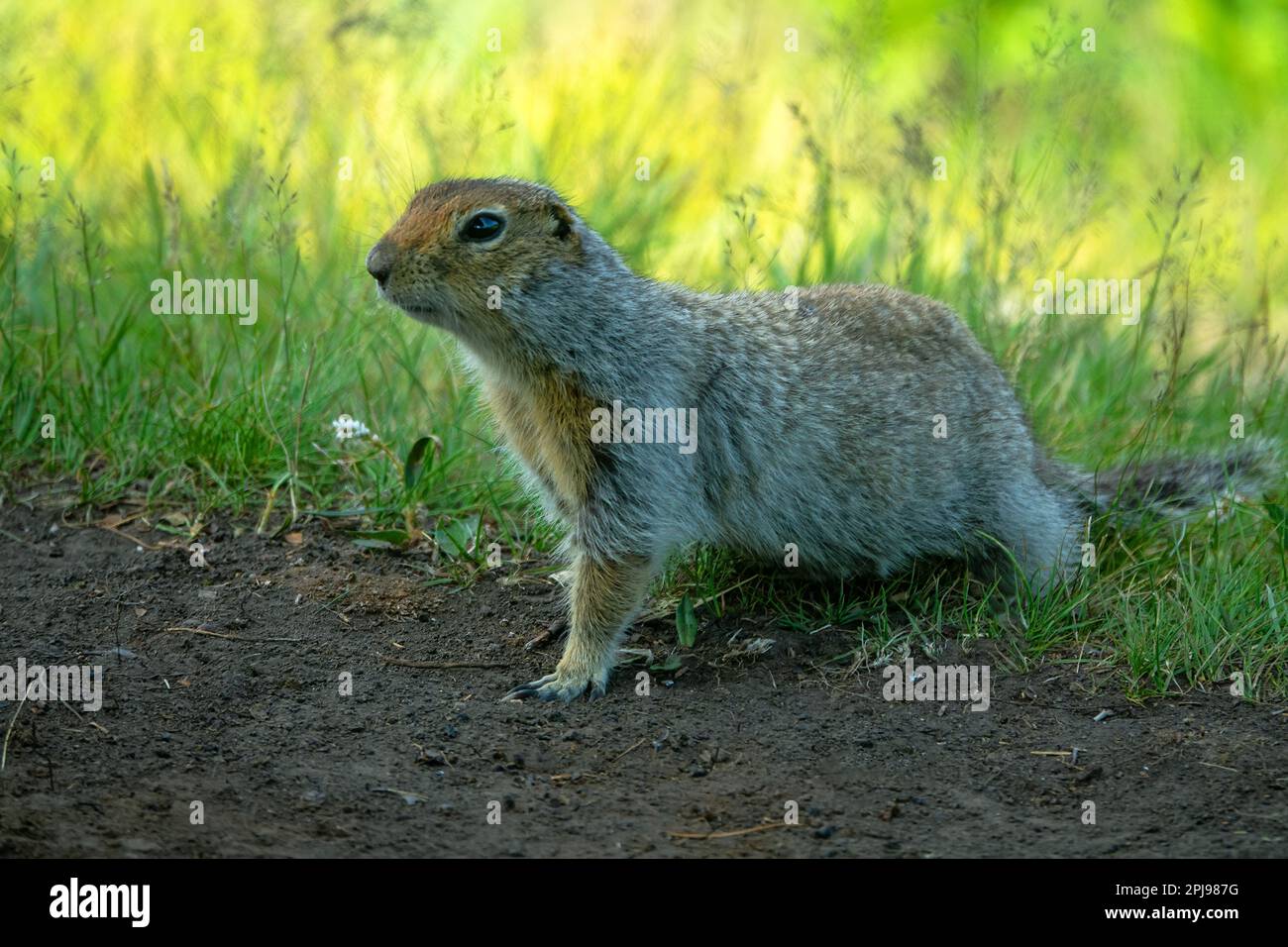 Arctic ground squirrel (Citellus parryi) in Kamchatka it lives on ...