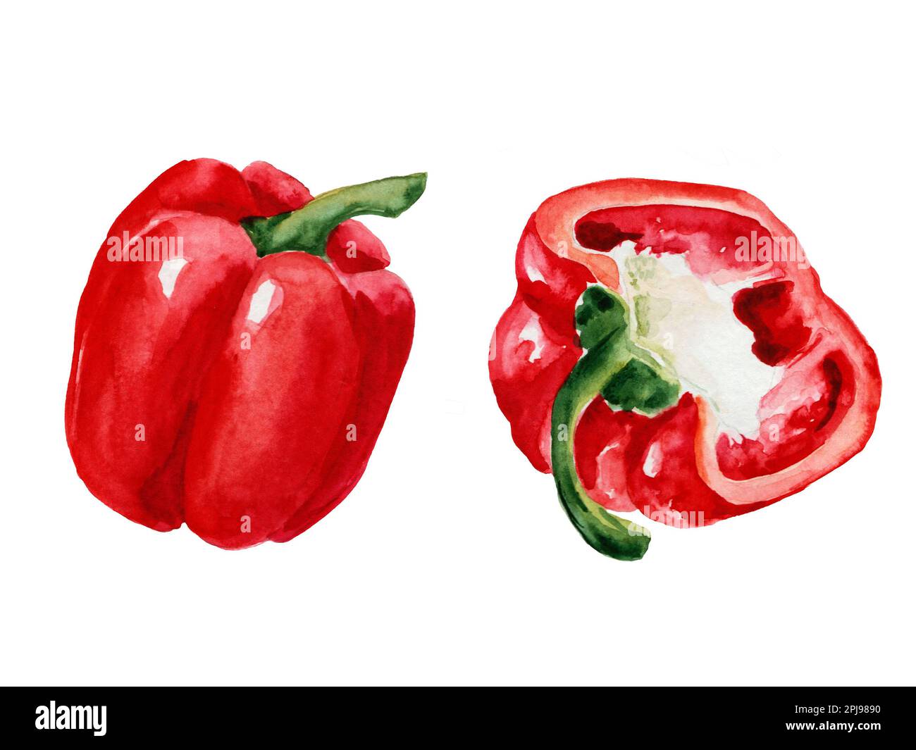 Watercolour red pepper Cut Out Stock Images & Pictures - Alamy