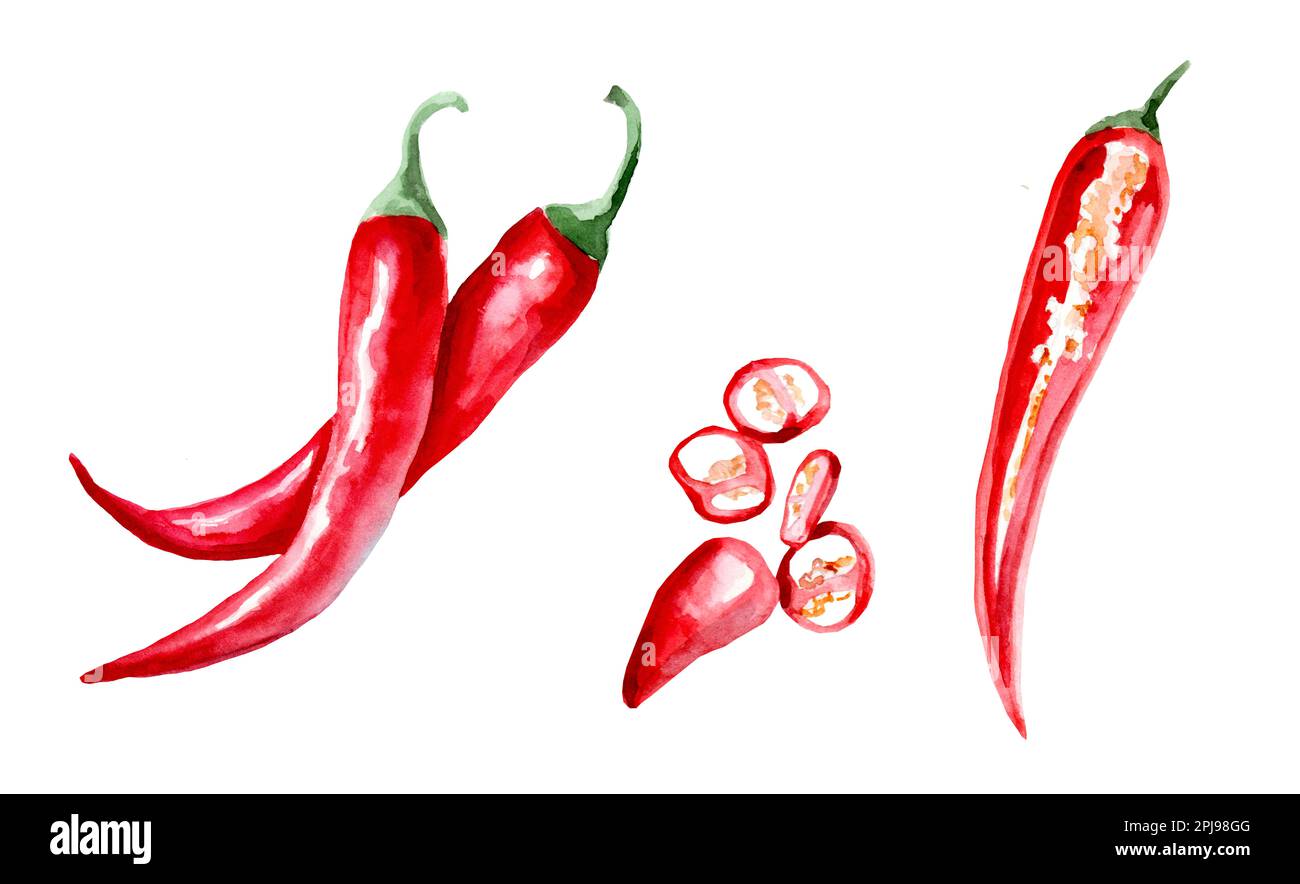 watercolor drawing of chili peppers on white background Stock Photo - Alamy