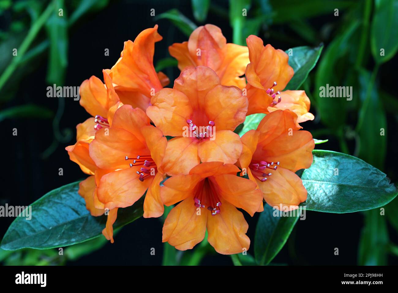 Close-up of vibrant orange red flowers of Rhododendron vireya sp ...