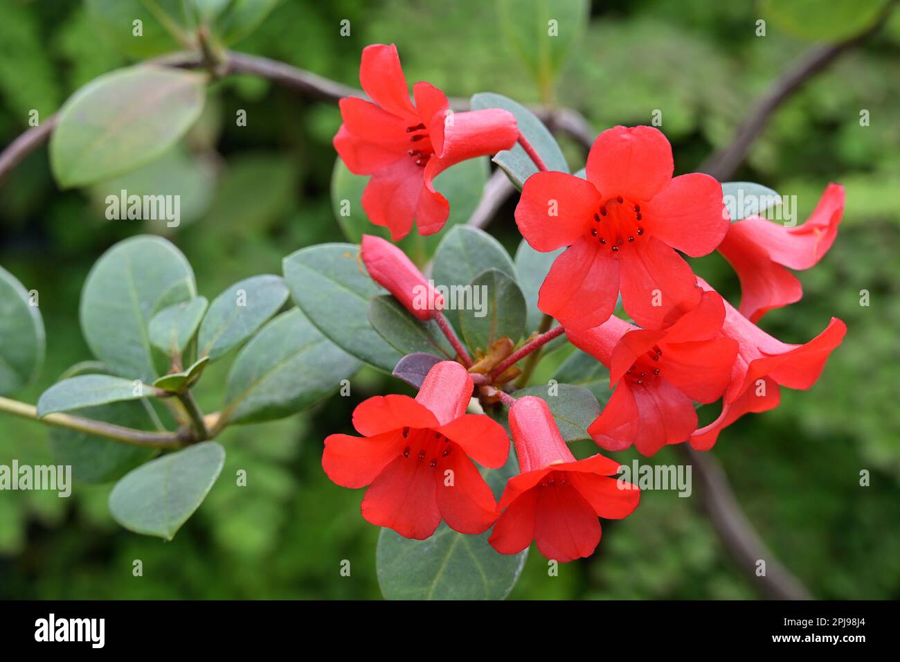 Beautiful inflorescence of deep red Vireya Rhododendron flowers Stock ...