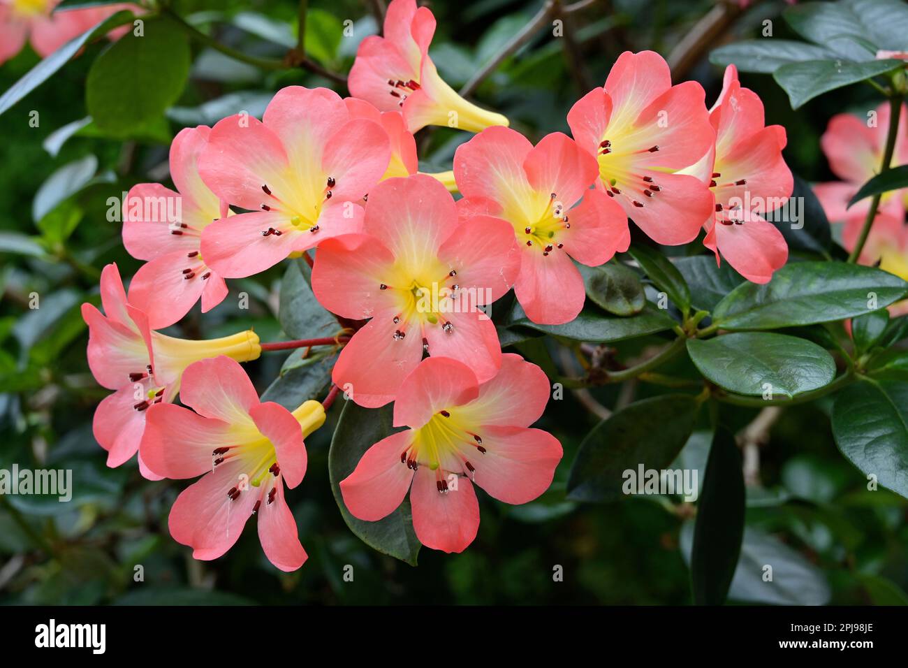 Vibrant display of salmon pink flowers with yellow throat of Vireya ...