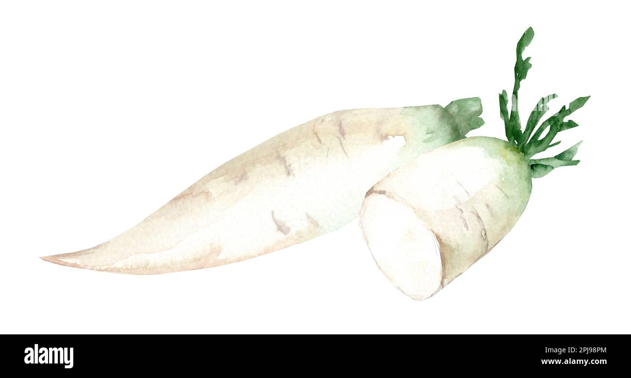 Daikon radish. Watercolor hand drawn illustration, isolated on white ...