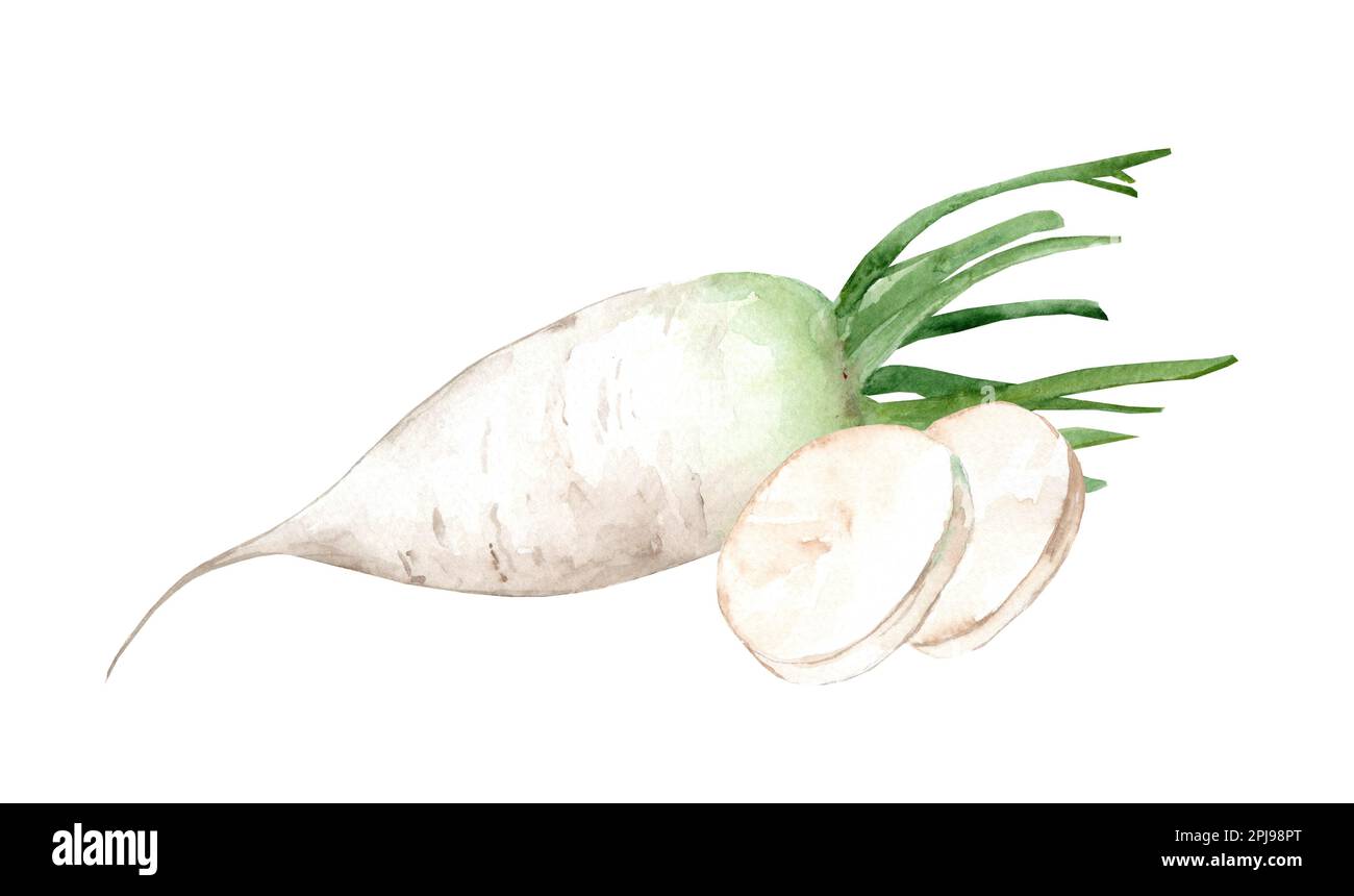 White Radish Drawing