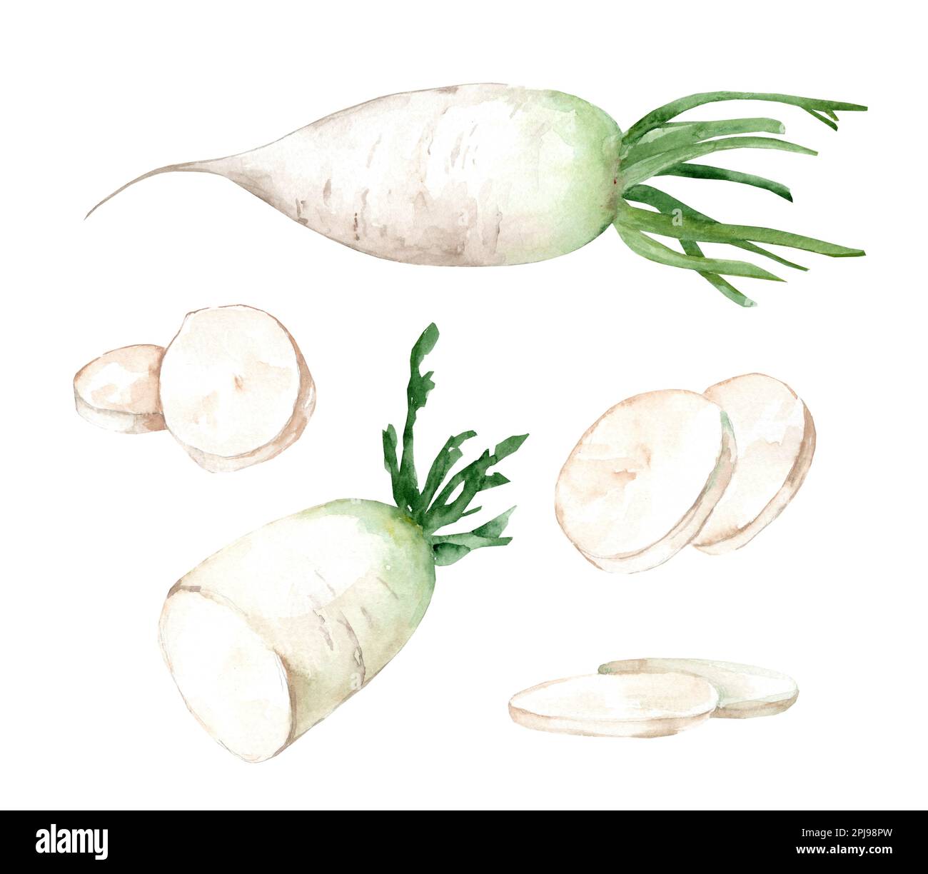 Daikon Radish. Watercolor set of hand drawn illustrations isolated on ...