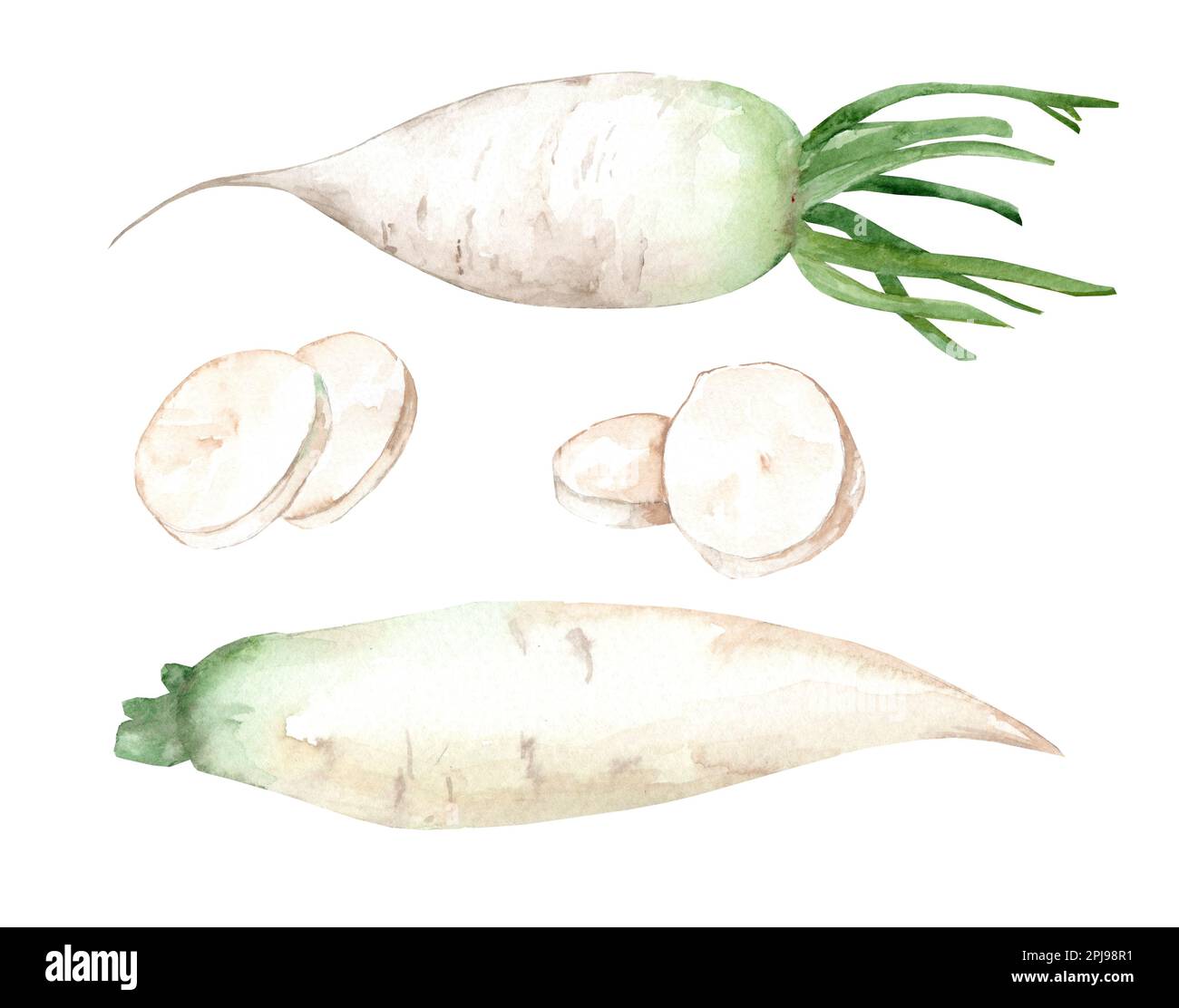 Daikon Radish. Watercolor set of hand drawn illustrations isolated on ...