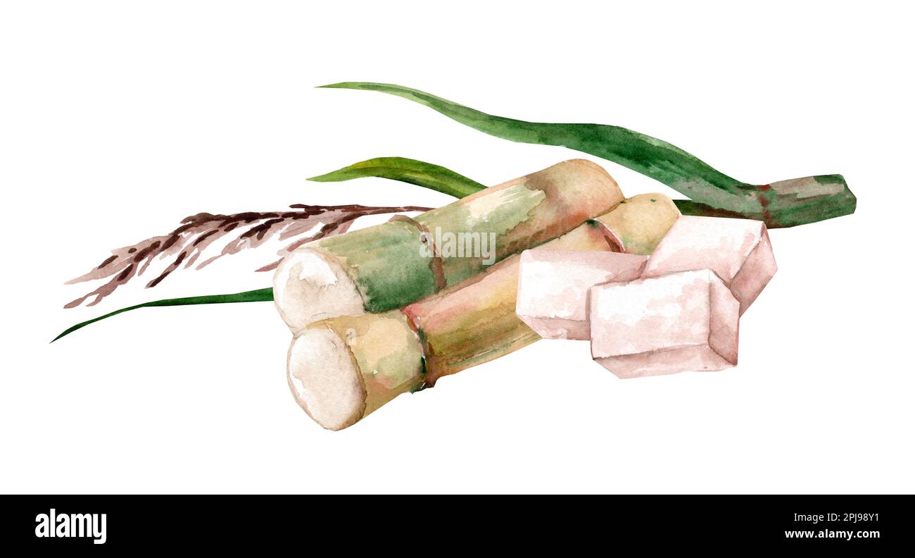Sugar cane and sugar cubes. Watercolor hand drawn illustration isolated ...