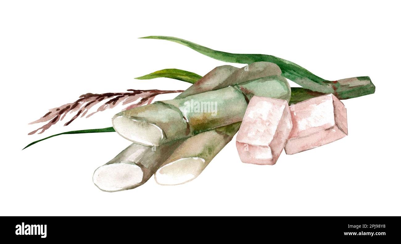 Sugar cane and sugar cubes. Watercolor hand drawn illustration isolated ...