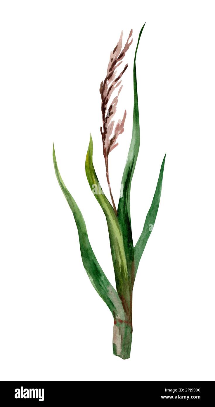 Sugar cane with leaves. Watercolor hand drawn illustration, isolated on ...