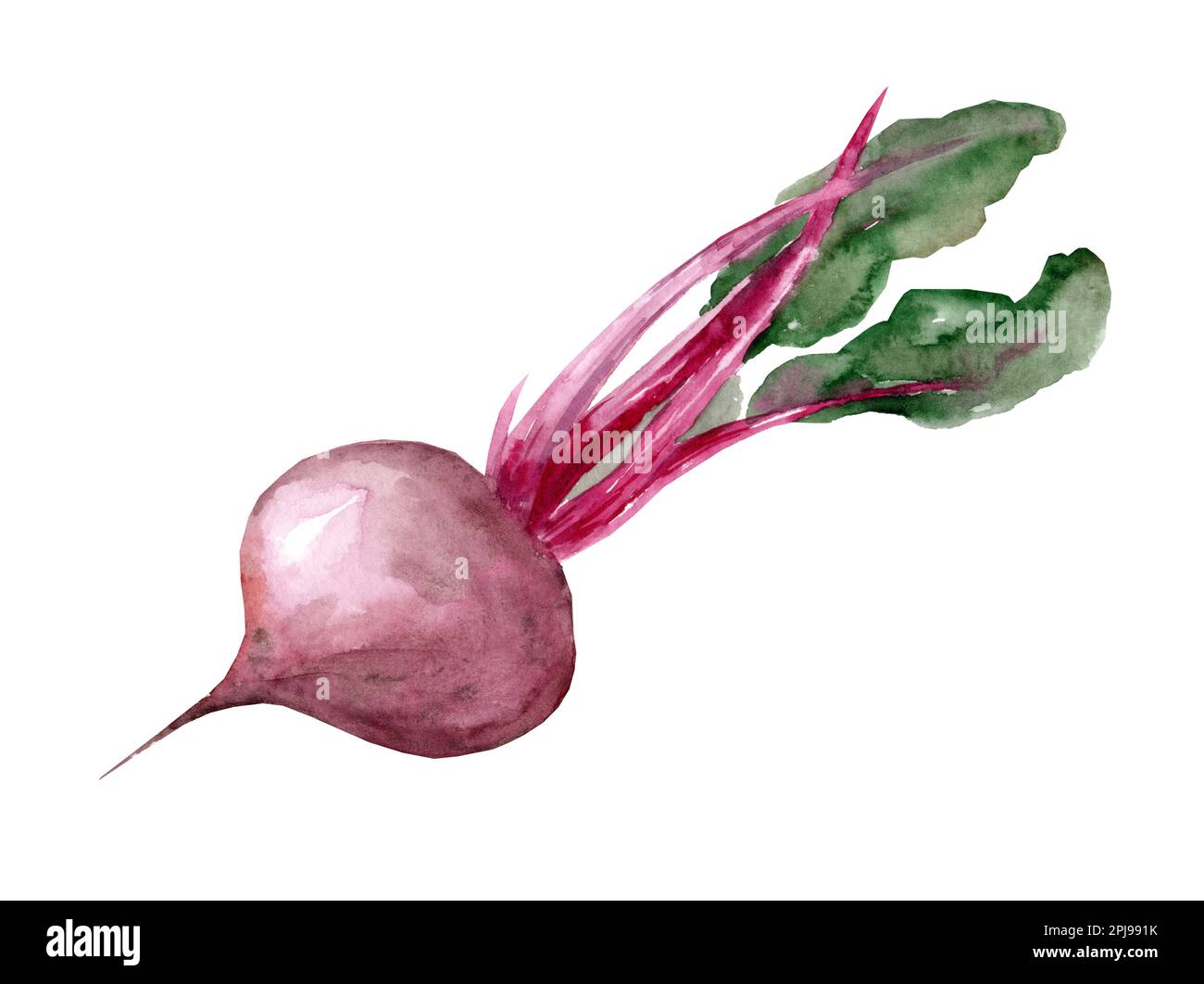 Fresh Beetroot with green leaves. Watercolor hand drawn illustration ...