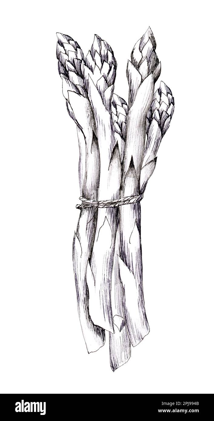 Asparagus drawing hi-res stock photography and images - Alamy