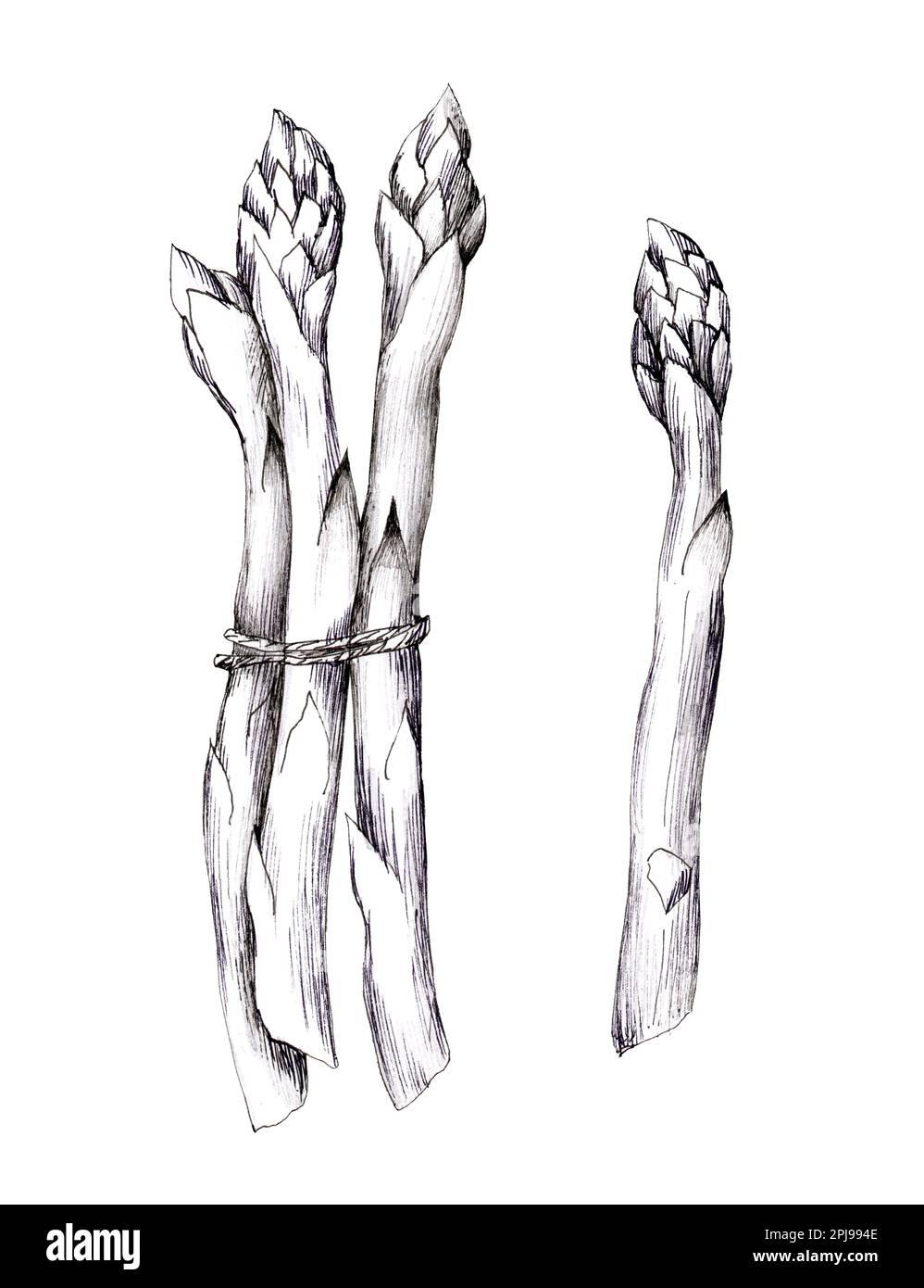 Asparagus drawing hi-res stock photography and images - Alamy