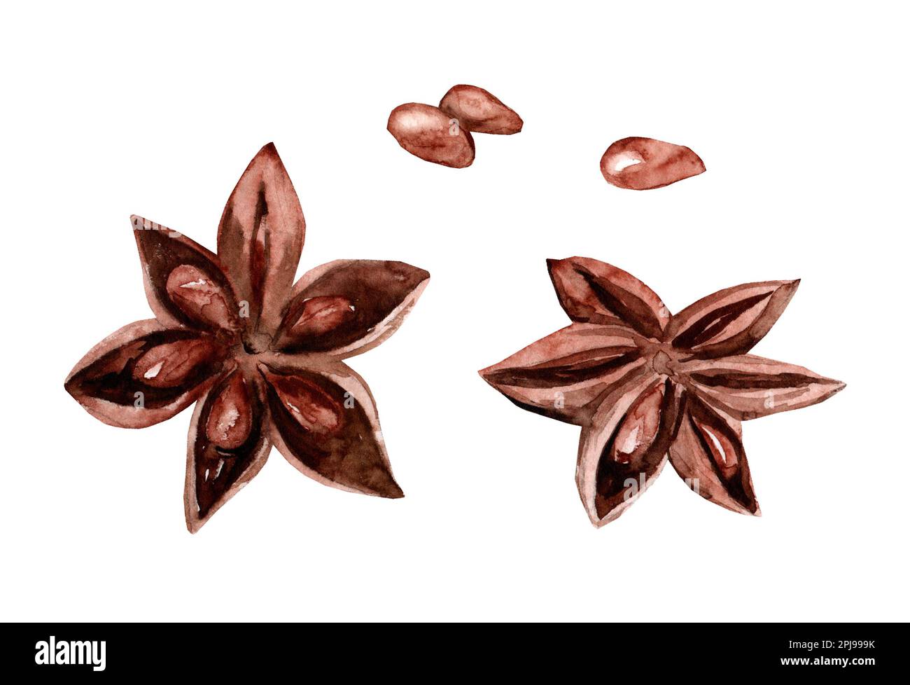 Watercolor hand drawn illustration set of star anise and seeds isolated ...