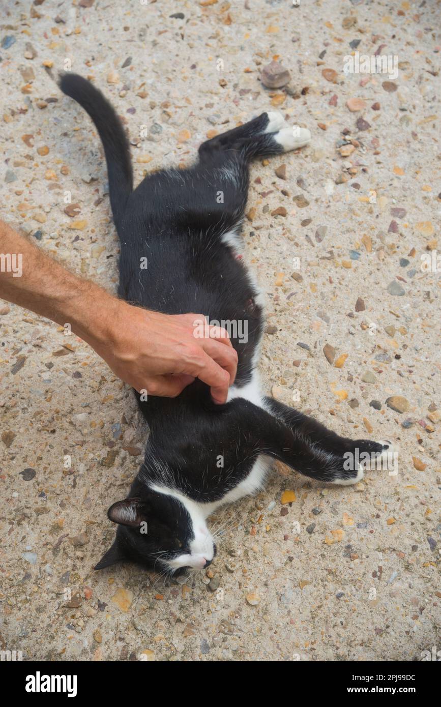 Hand stroking a black and white cat Stock Photo - Alamy