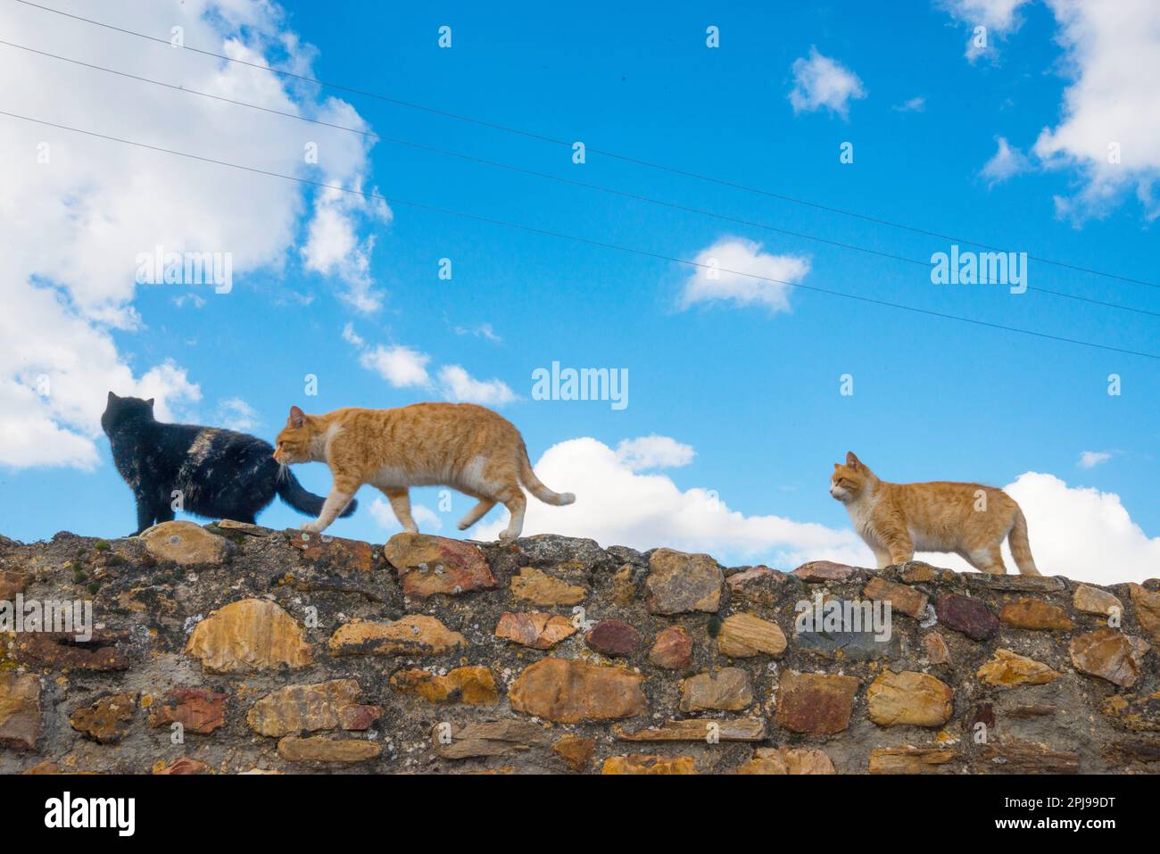 Three stray cats Stock Photo - Alamy