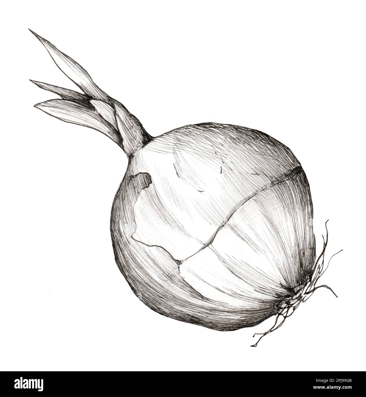 Onion Sketch