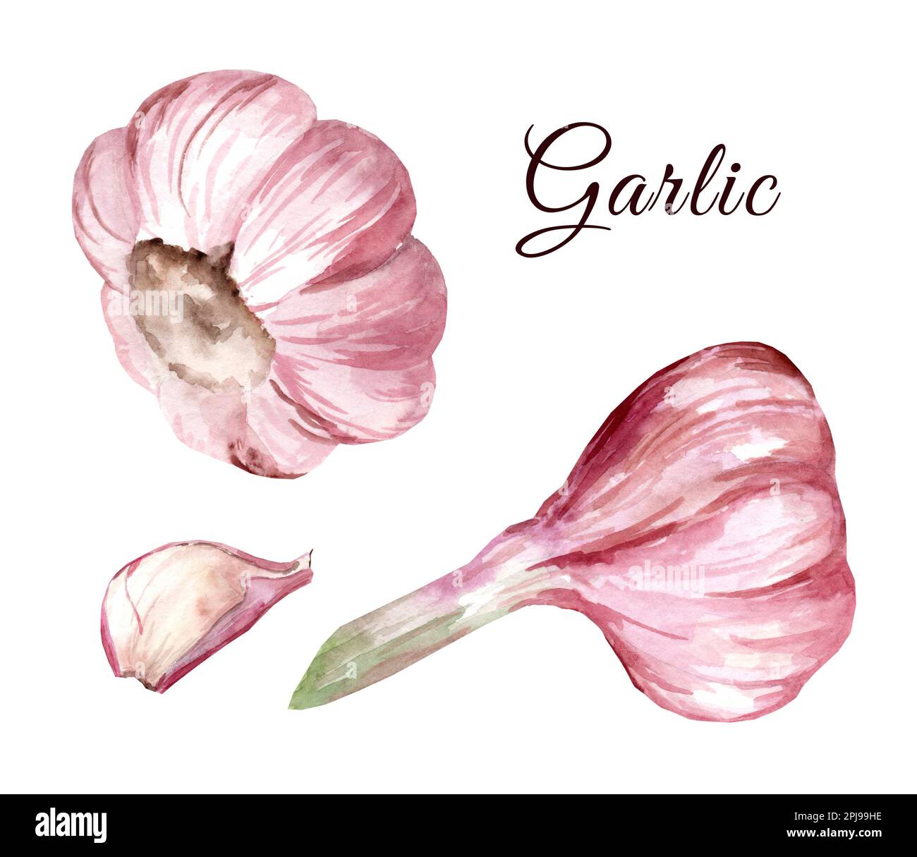 Garlic composition. Watercolor hand drawn illustration isolated on ...