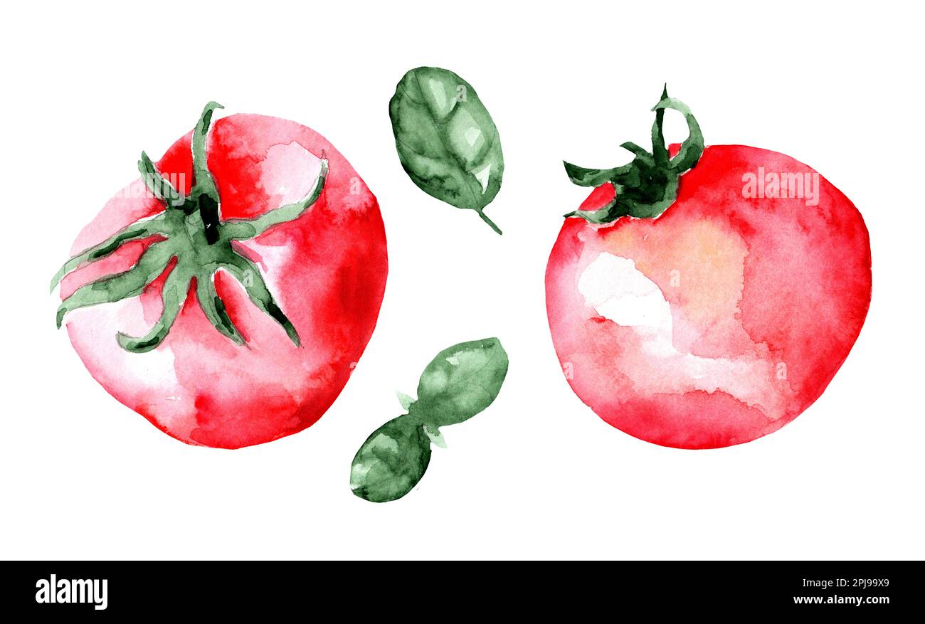 Watercolor illustration of a red tomato on a white background. Drawing ...