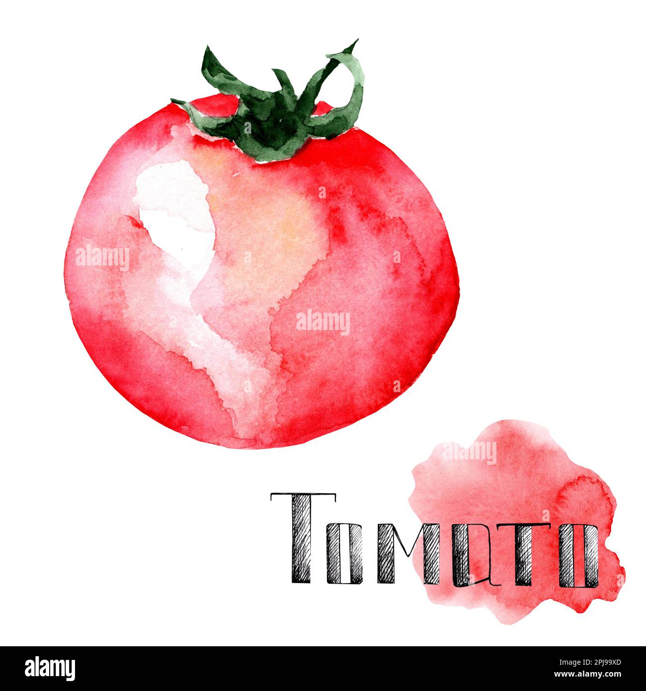 Watercolor illustration of a tomato with an inscription. Lettering ...