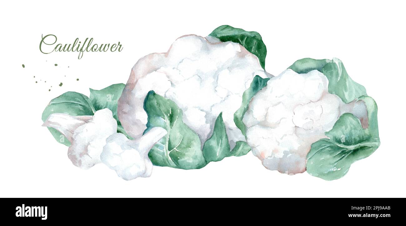 Organic cauliflower. Hand drawn watercolor illustration isolated on ...