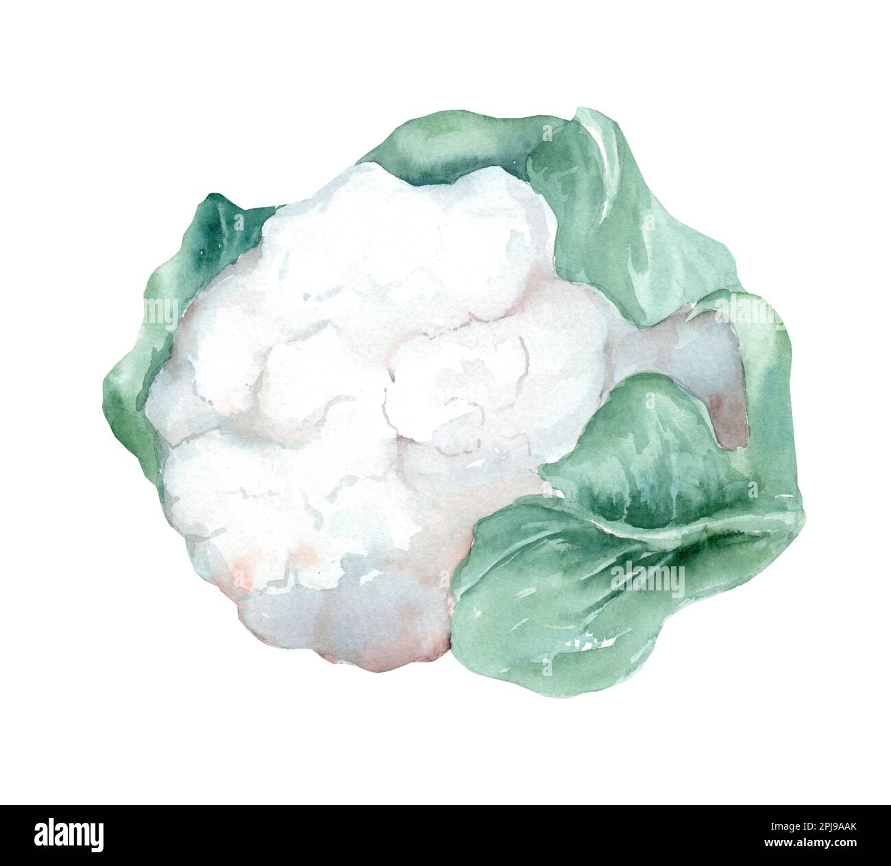 Organic cauliflower. Hand drawn watercolor illustration isolated on ...