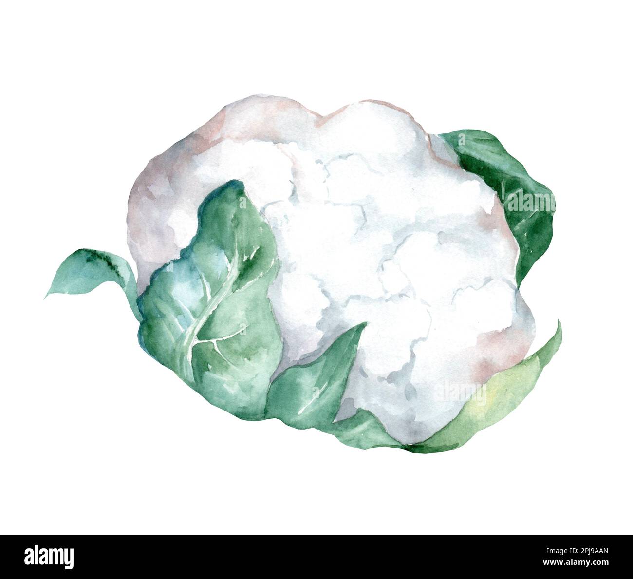 Cauliflower Painting