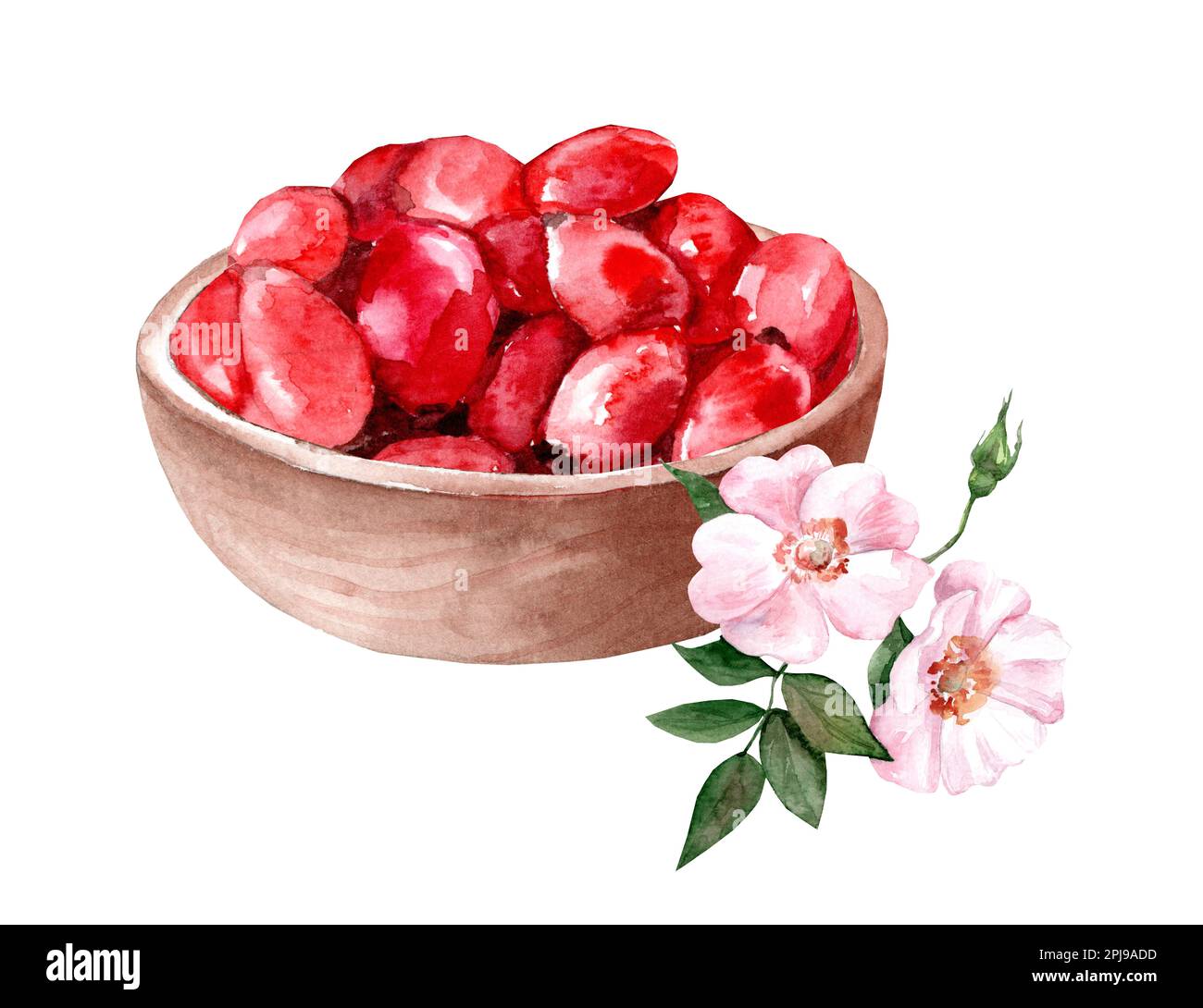 Bowl of rose hips. watercolor hand drawn illustration Stock Photo - Alamy