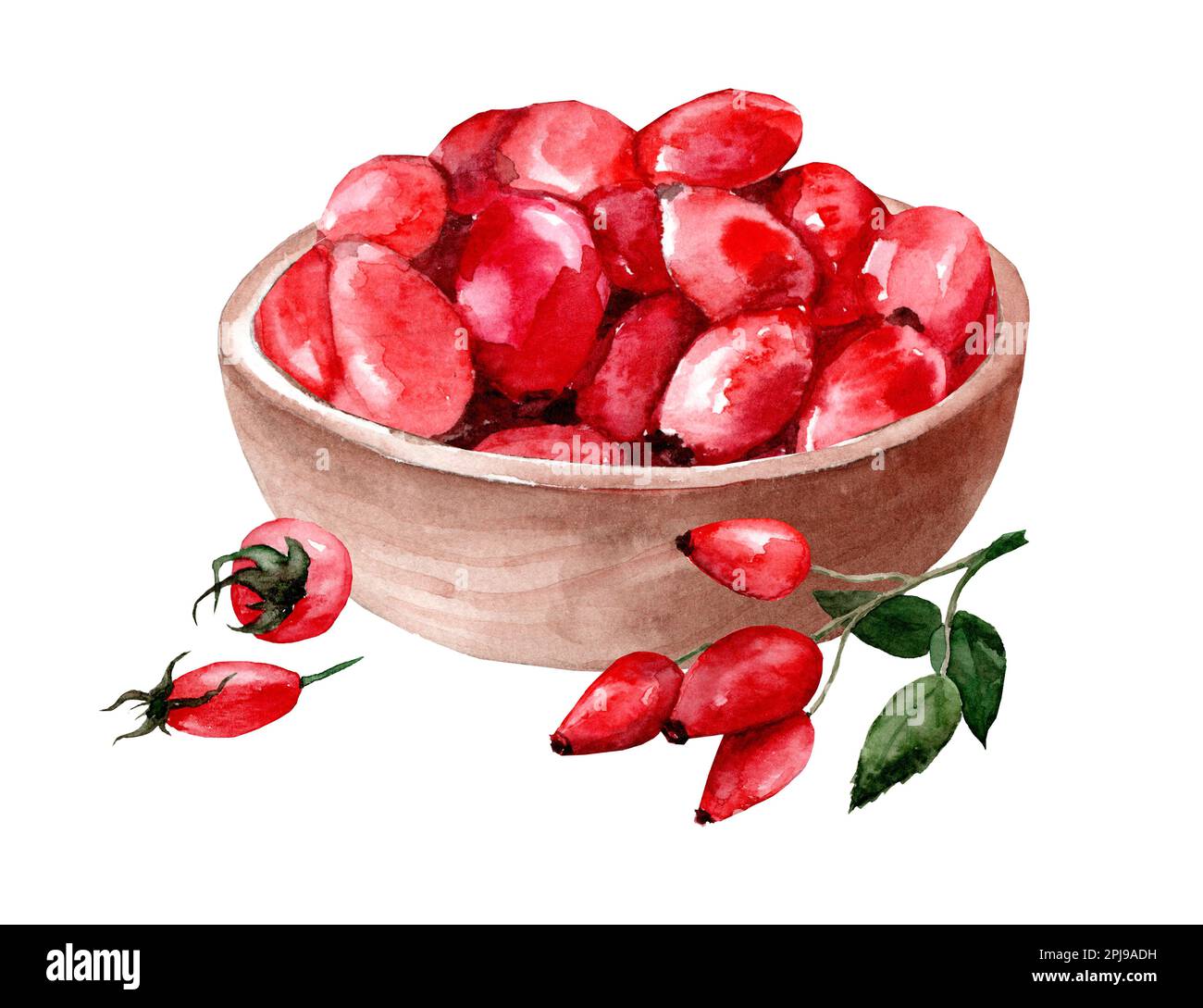 Bowl of rose hips. watercolor hand drawn illustration Stock Photo - Alamy