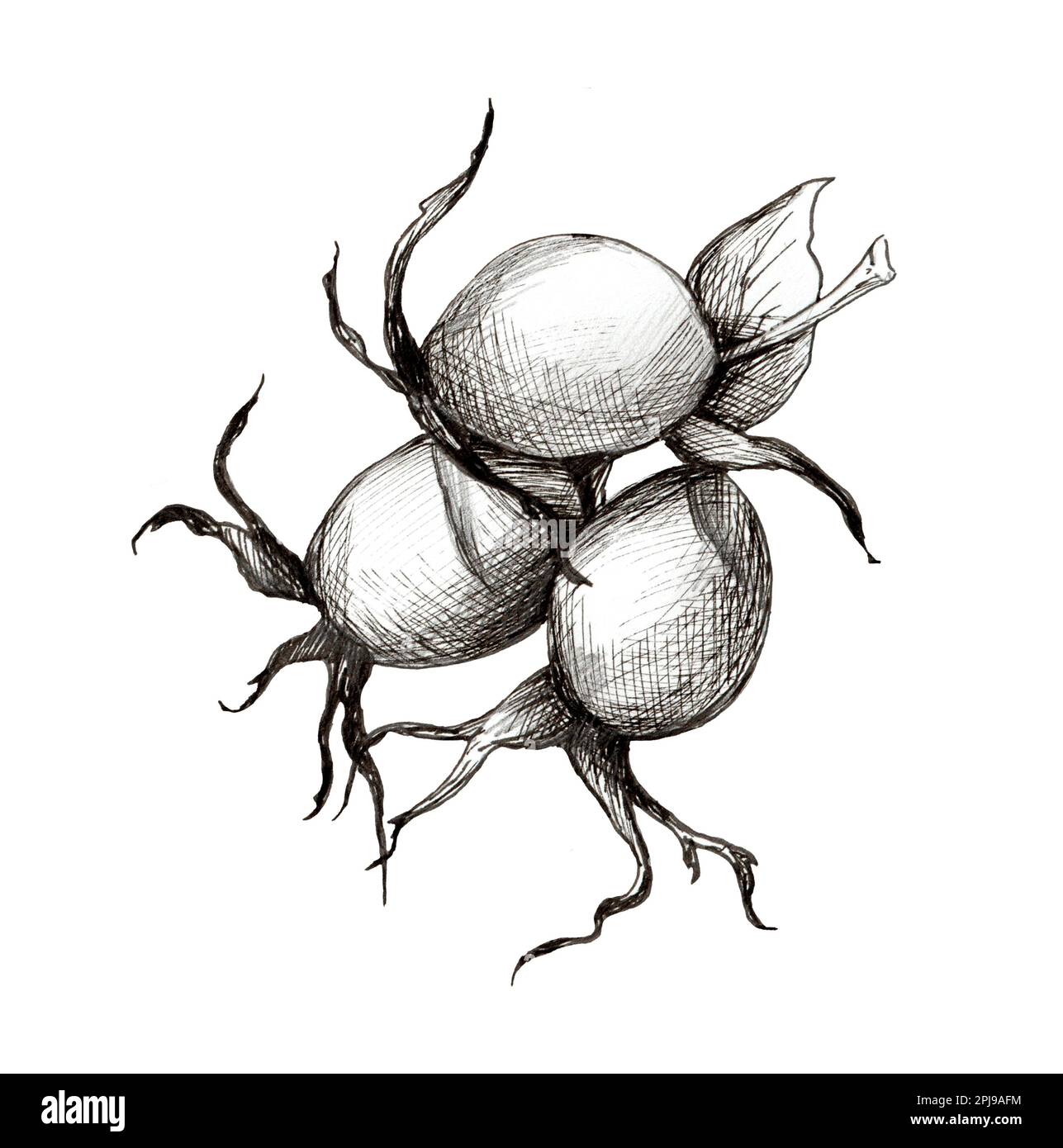 Rosehip branch with fruits. Hand drawn black and white illustration in ...