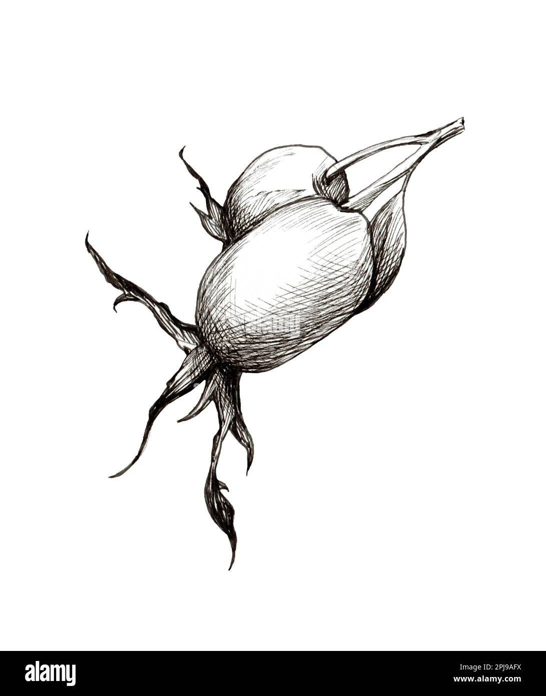Rosehip branch with fruits. Hand drawn black and white illustration in ...