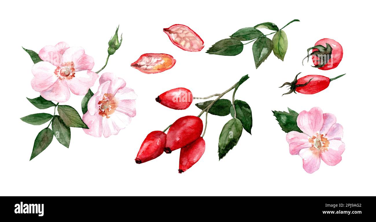Rosehip branch with ripe red berries, rosehip flowers, cut berries. Set ...