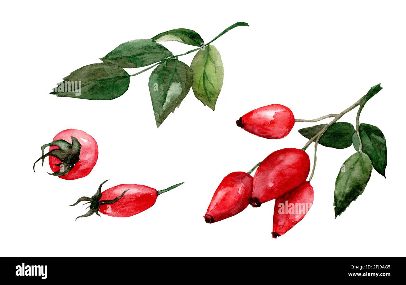 Rosehip branch with ripe red berries. set of watercolor realistic ...