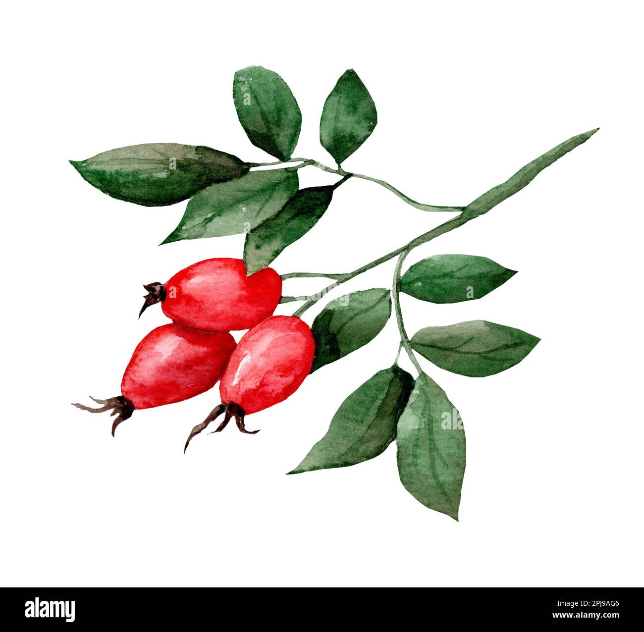Rosehip branch with ripe red berries. Watercolor hand drawn ...