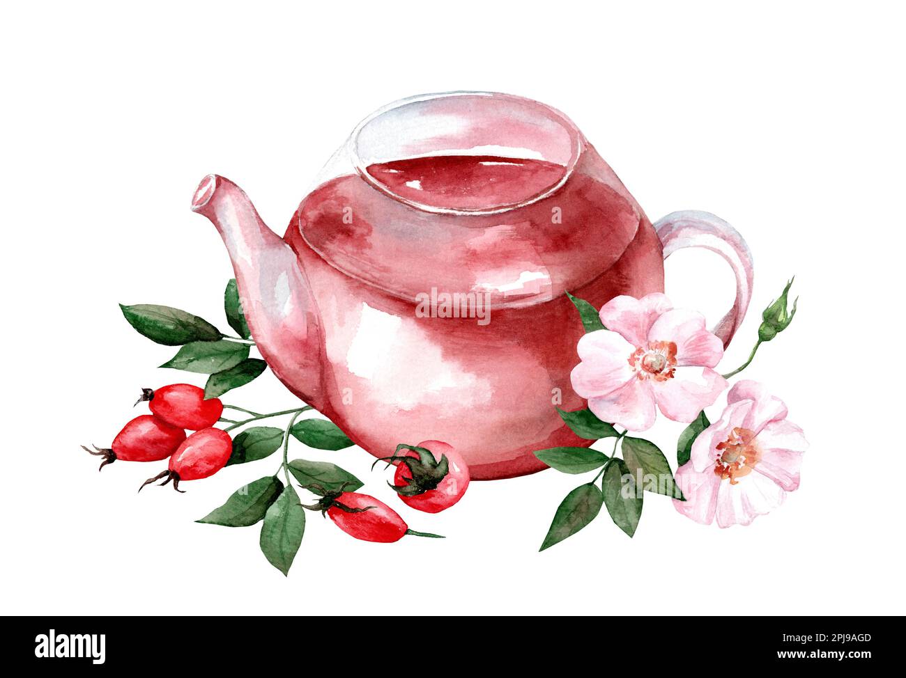 Teapot of wild rose or rose hip tea with ripe red rose hips. Hand drawn ...