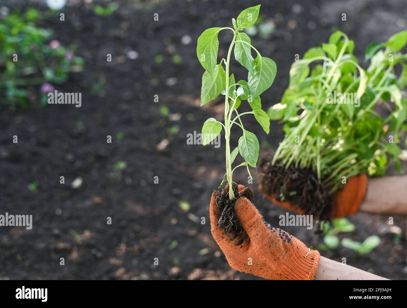 A new sprout of a pepper seedling in the garden. Planting seedlings in ...